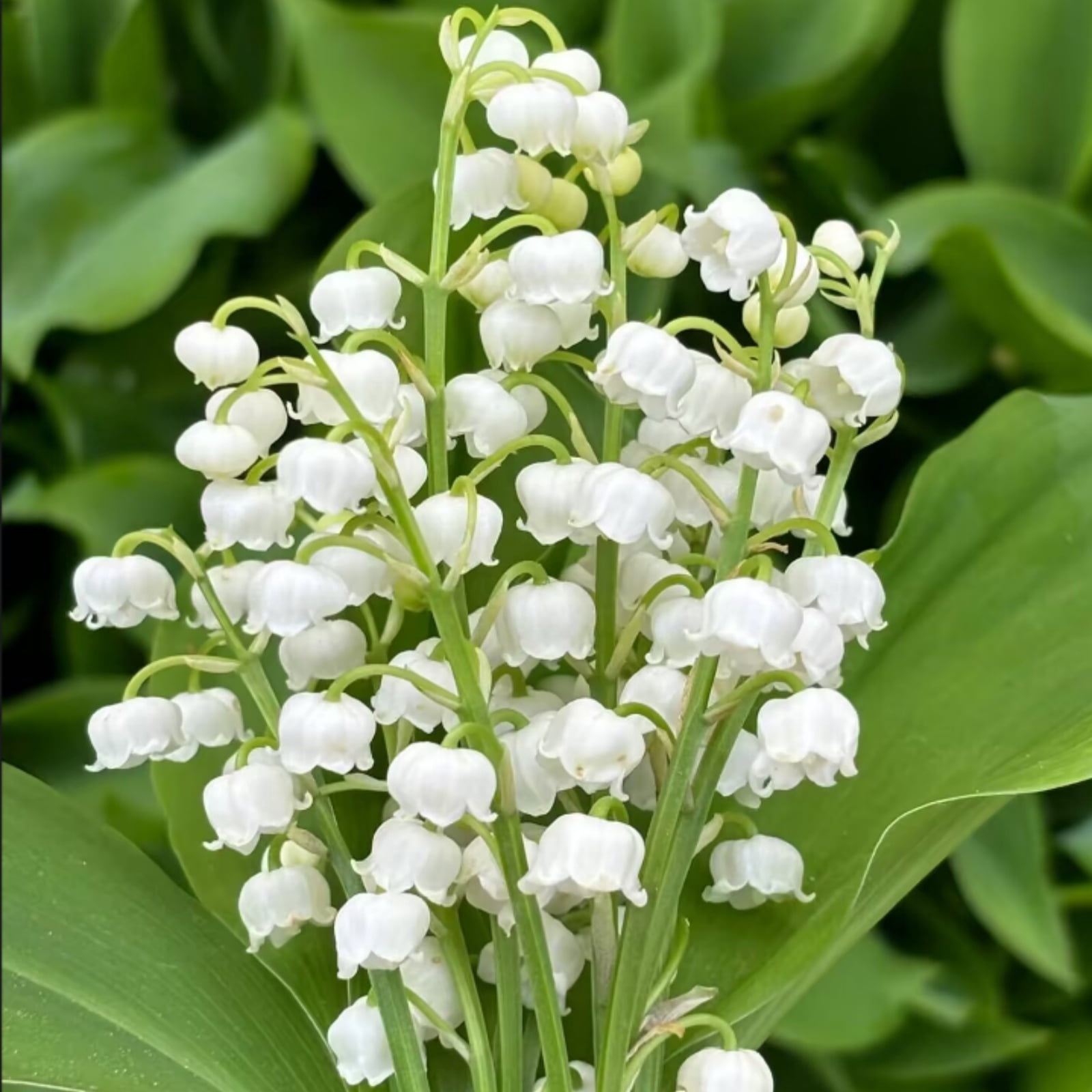Cold - Hardy Lily of the Valley: Easy Care, Long Bloom, Rich Scent ...