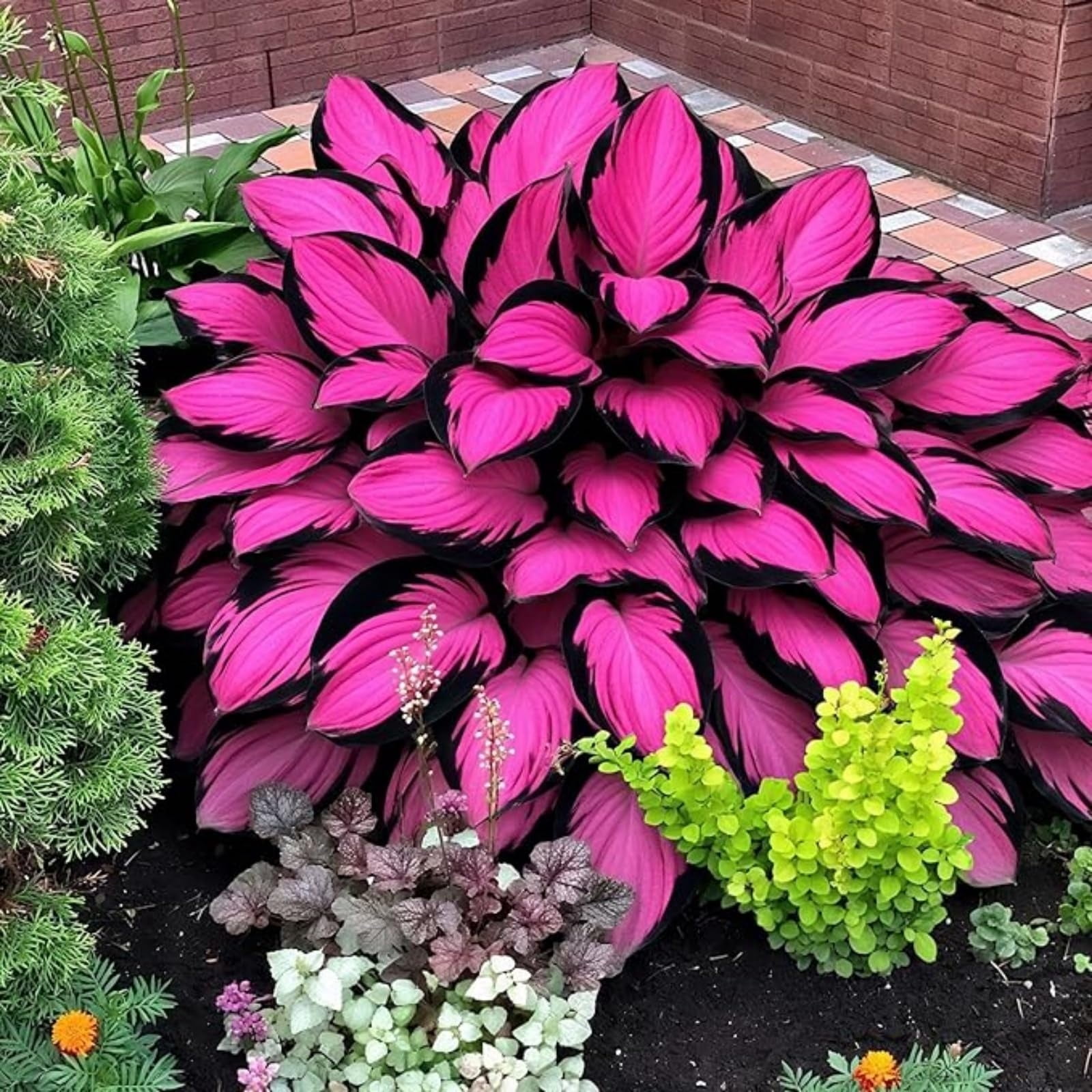Cold Hardy Perennial - Rainbow Hosta rhizomes - Low Maintenance - Ideal ...