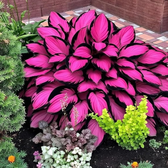 Cold Hardy Perennial - Rainbow Hosta rhizomes - Low Maintenance - Ideal ...