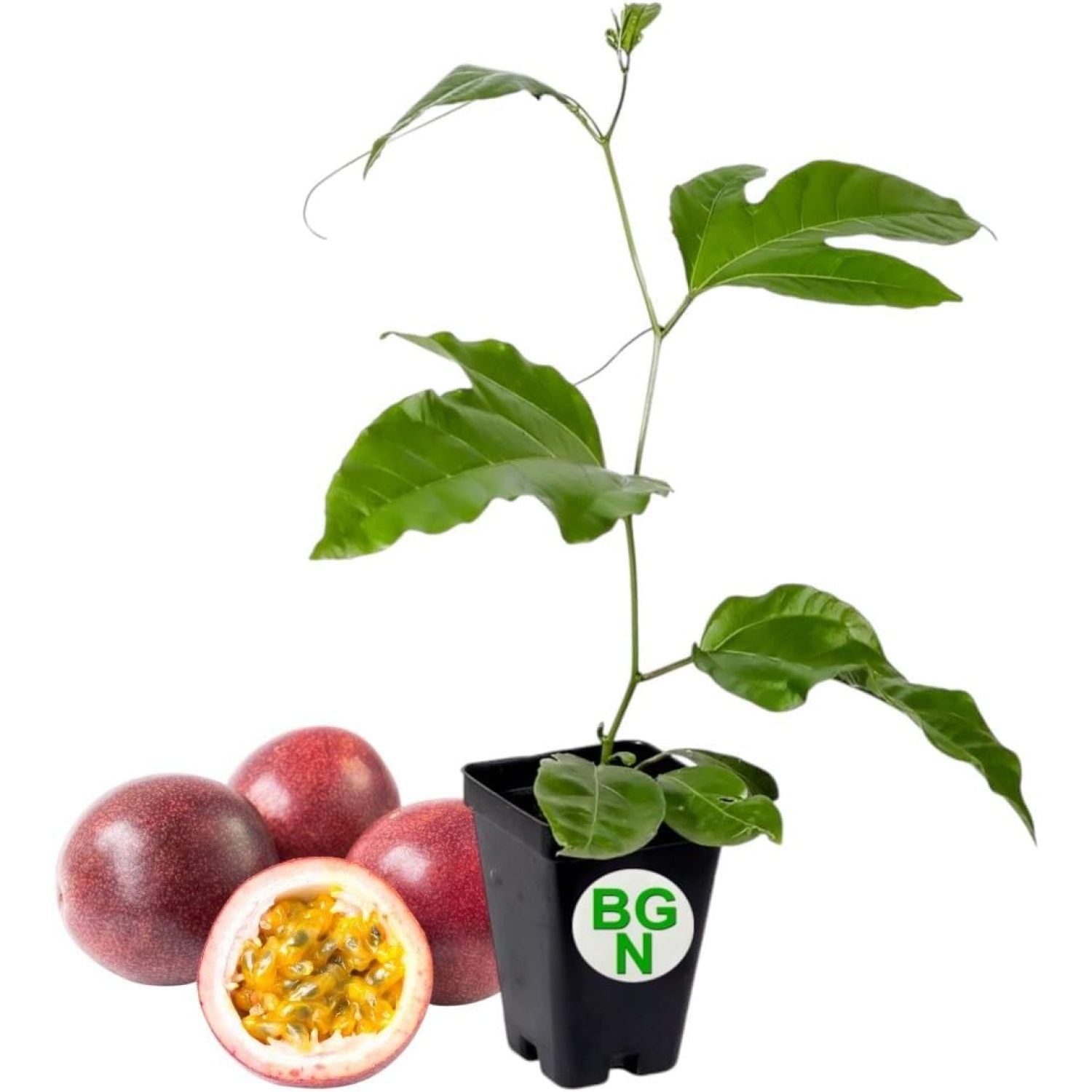 Cold Hardy 'Red Rover' Edible Passiflora Edulis - Edible Purple Passion ...