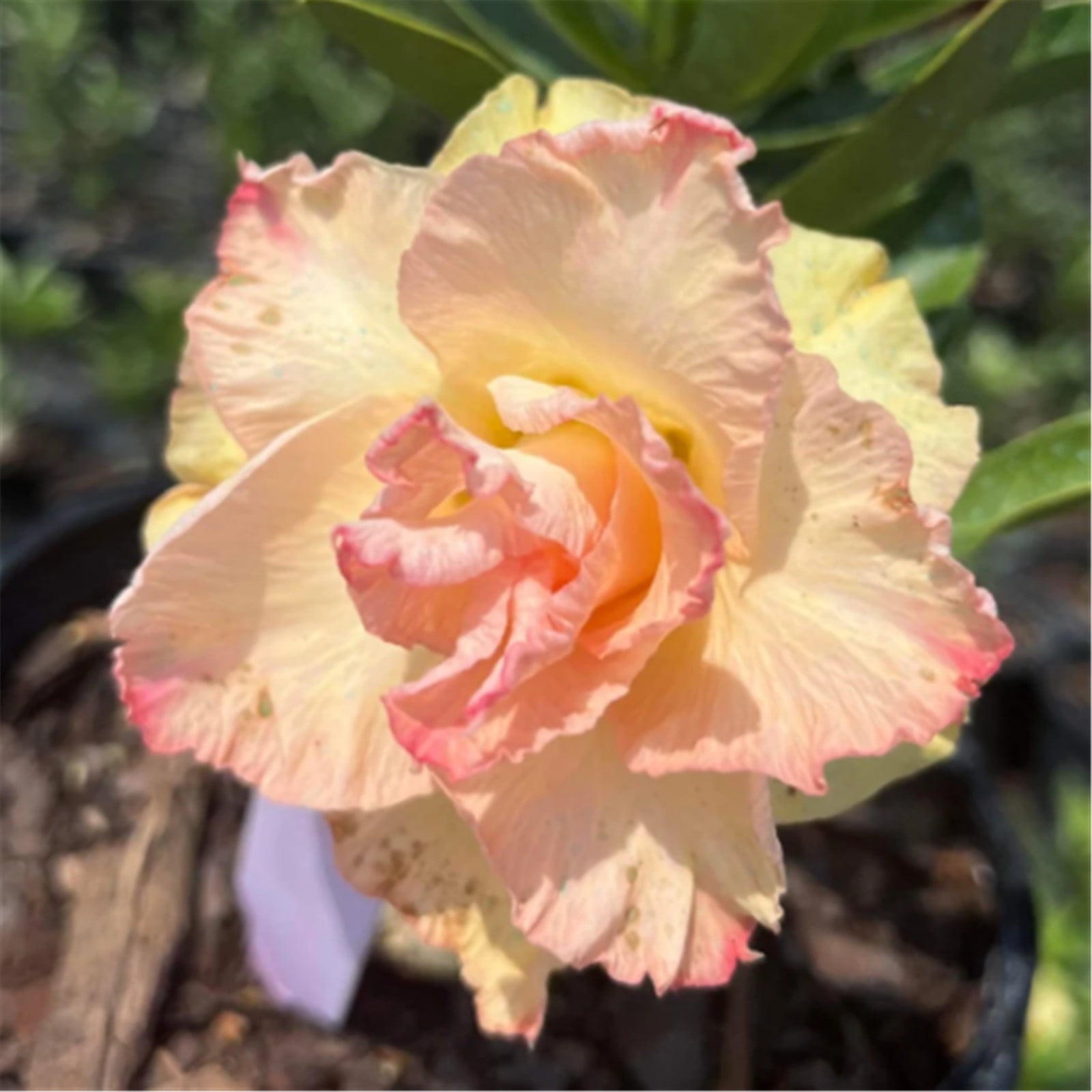 Cold and drought-resistant desert rose bulbs are easy to plant ...
