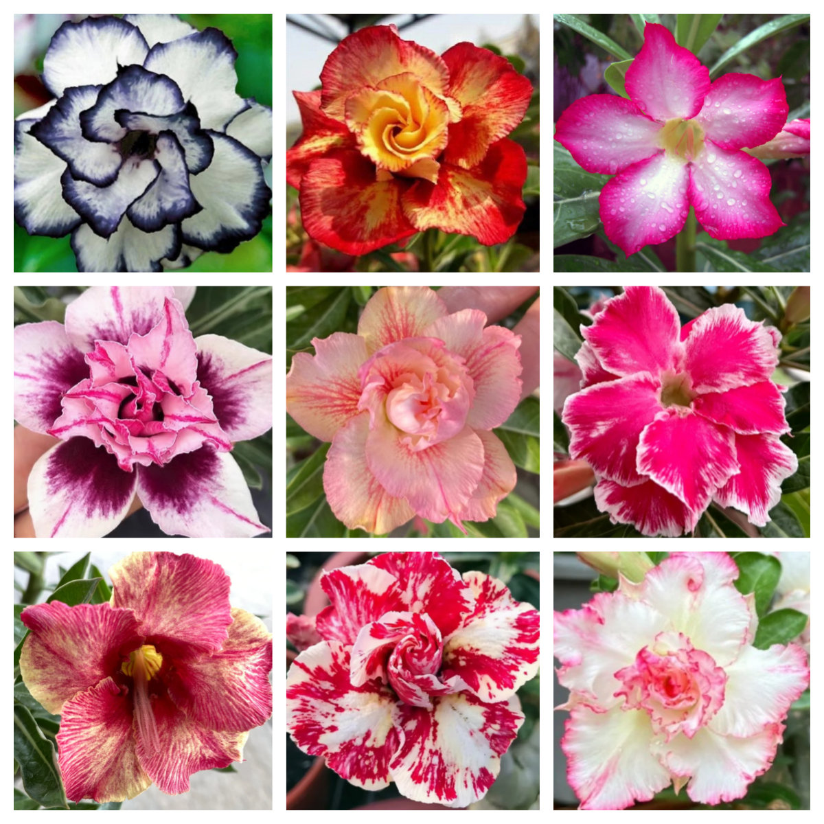 Cold and drought-resistant desert rose bulbs are easy to plant ...