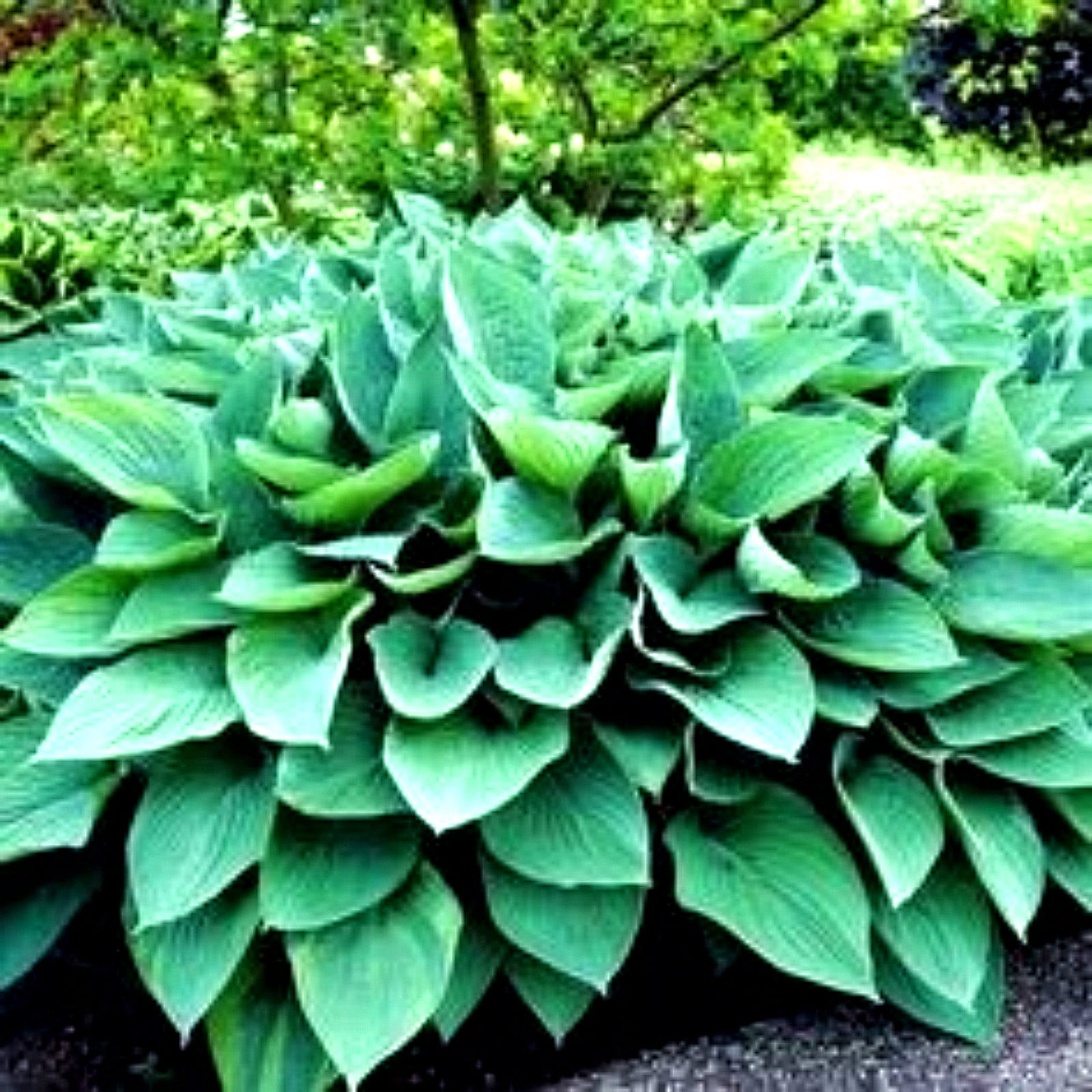 Cold-hardy hosta bulbs, shade-tolerant plants to bring life to your ...