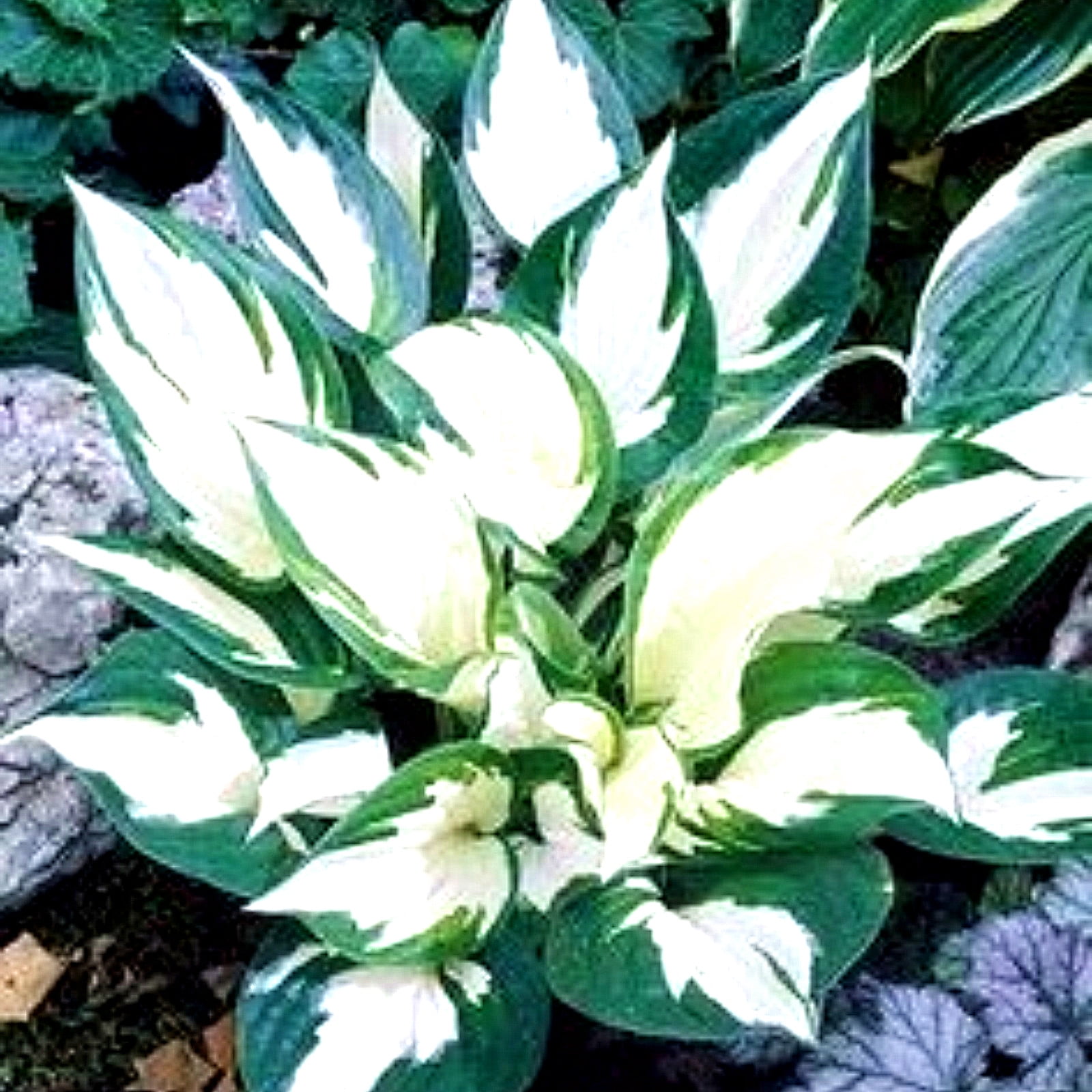 Cold-hardy hosta bulbs, shade-tolerant plants to bring life to your ...