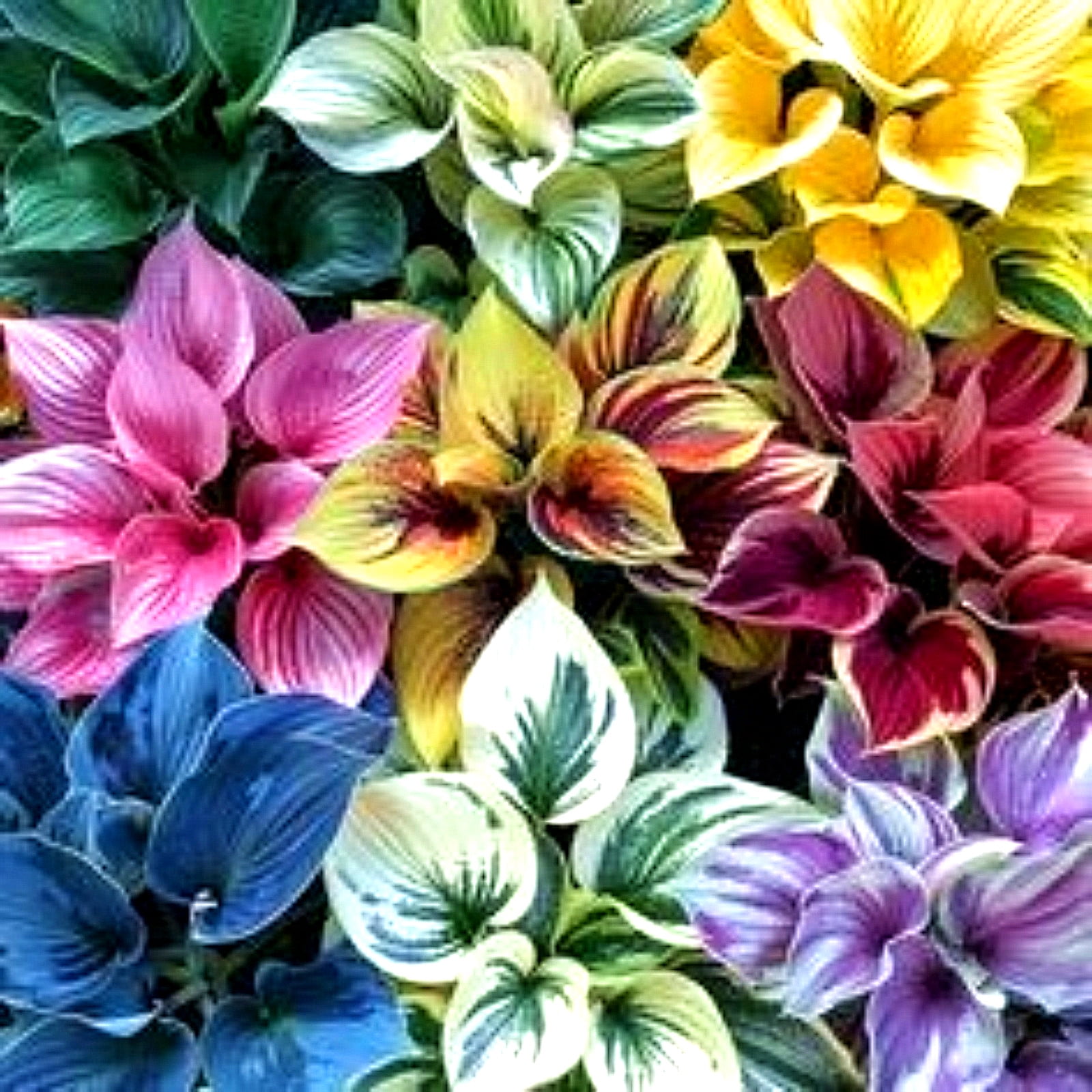 Cold-hardy hosta bulbs, shade-tolerant plants to bring life to your ...