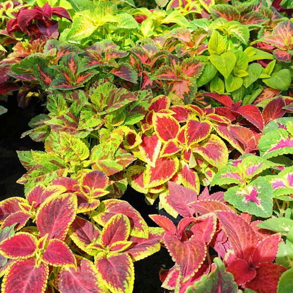 Rainbow Coleus