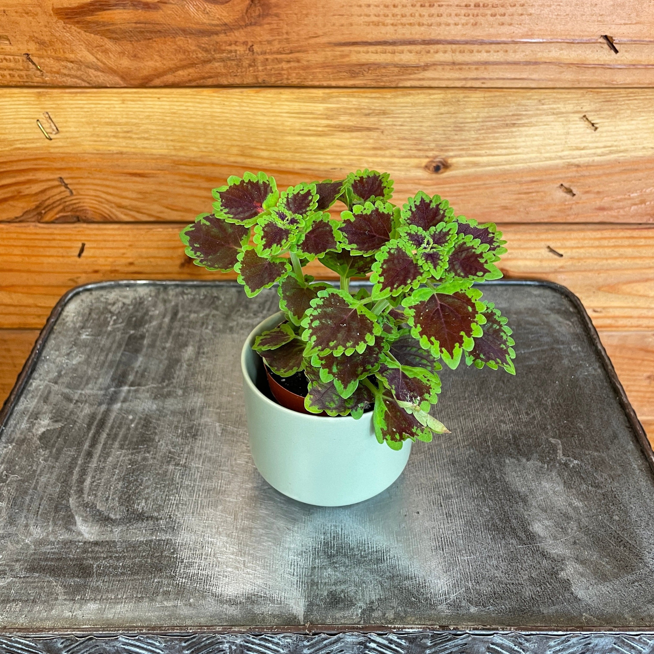 Coleus Burgundy Wedding Train, 2" Plant, The Plant Farm - Walmart.com