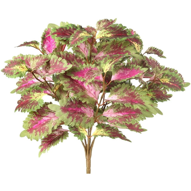 Coleus Bush X7 18" - Green/Purple - Walmart.com
