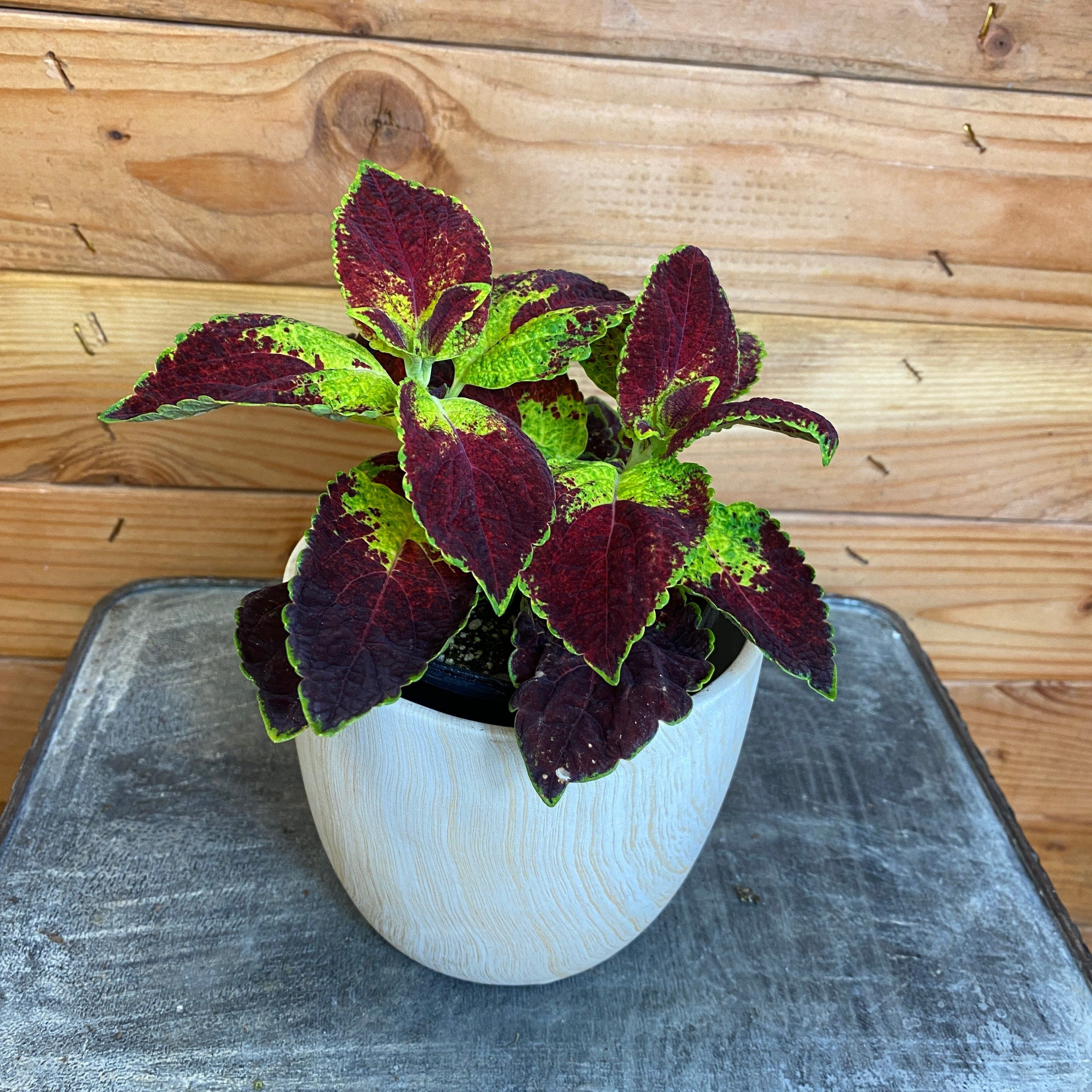 Coleus Dipt in Wine, 4.5" Plant - Walmart.com