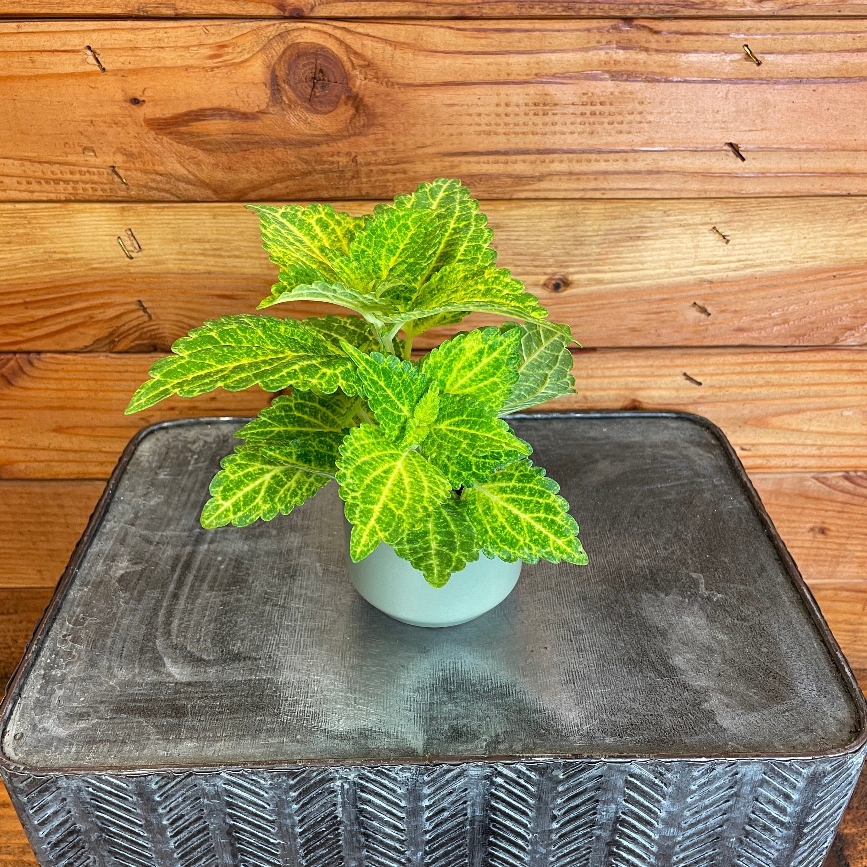 Coleus Electric Lime, 2" Plant, The Plant Farm - Walmart.com