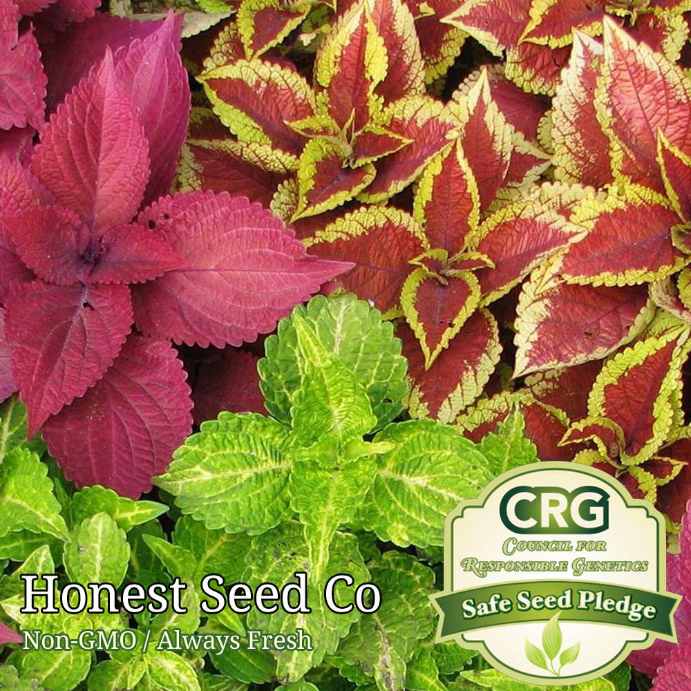 Coleus Flower Plant Seeds Rainbow Mix | Annual Perennial | Non-GMO ...