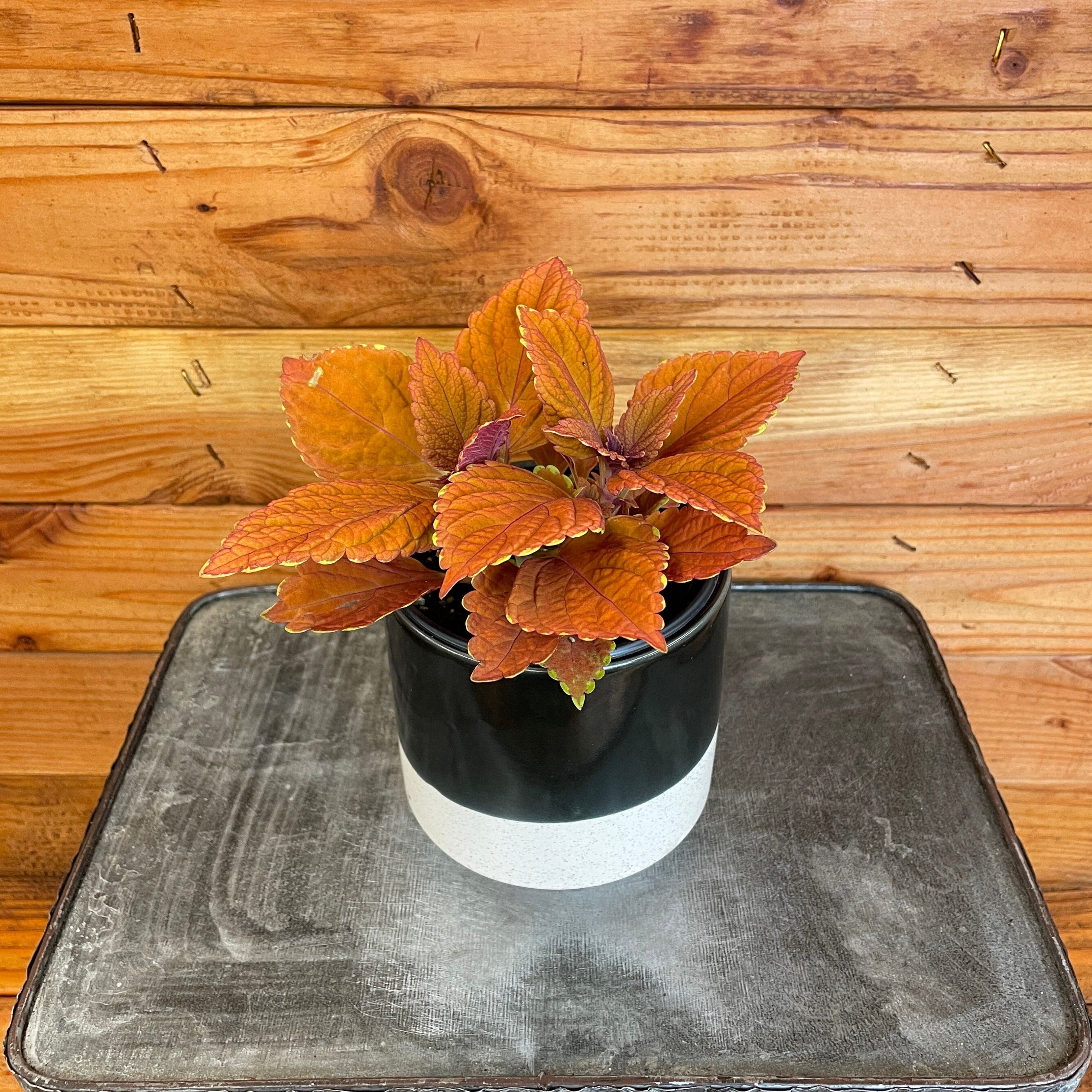 Coleus Inferno, 4.5" Plant - Walmart.com