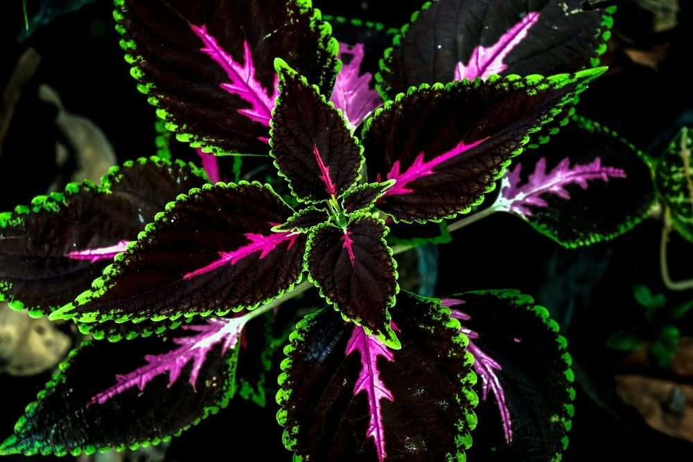 Coleus Kong Red Seeds - 10 Rare Indoor/Outdoor Garden Seeds, Vibrant ...