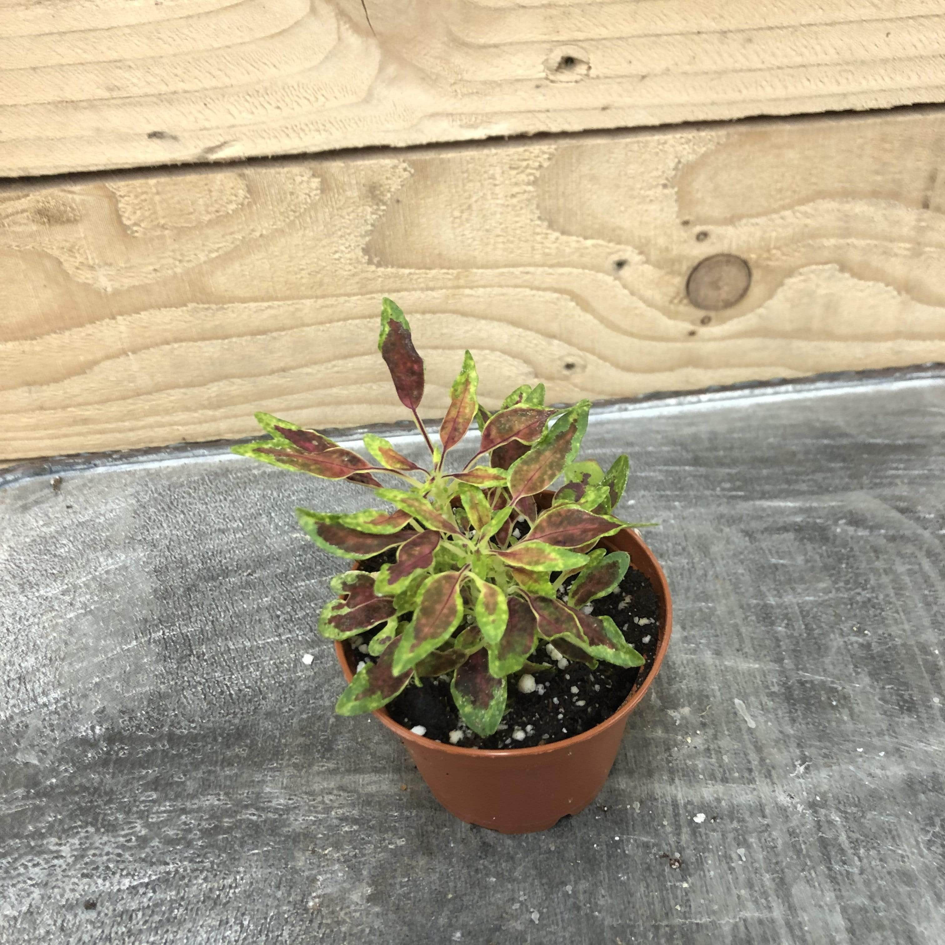 Coleus Mini Autumn Leaf, 2" Plant - Walmart.com
