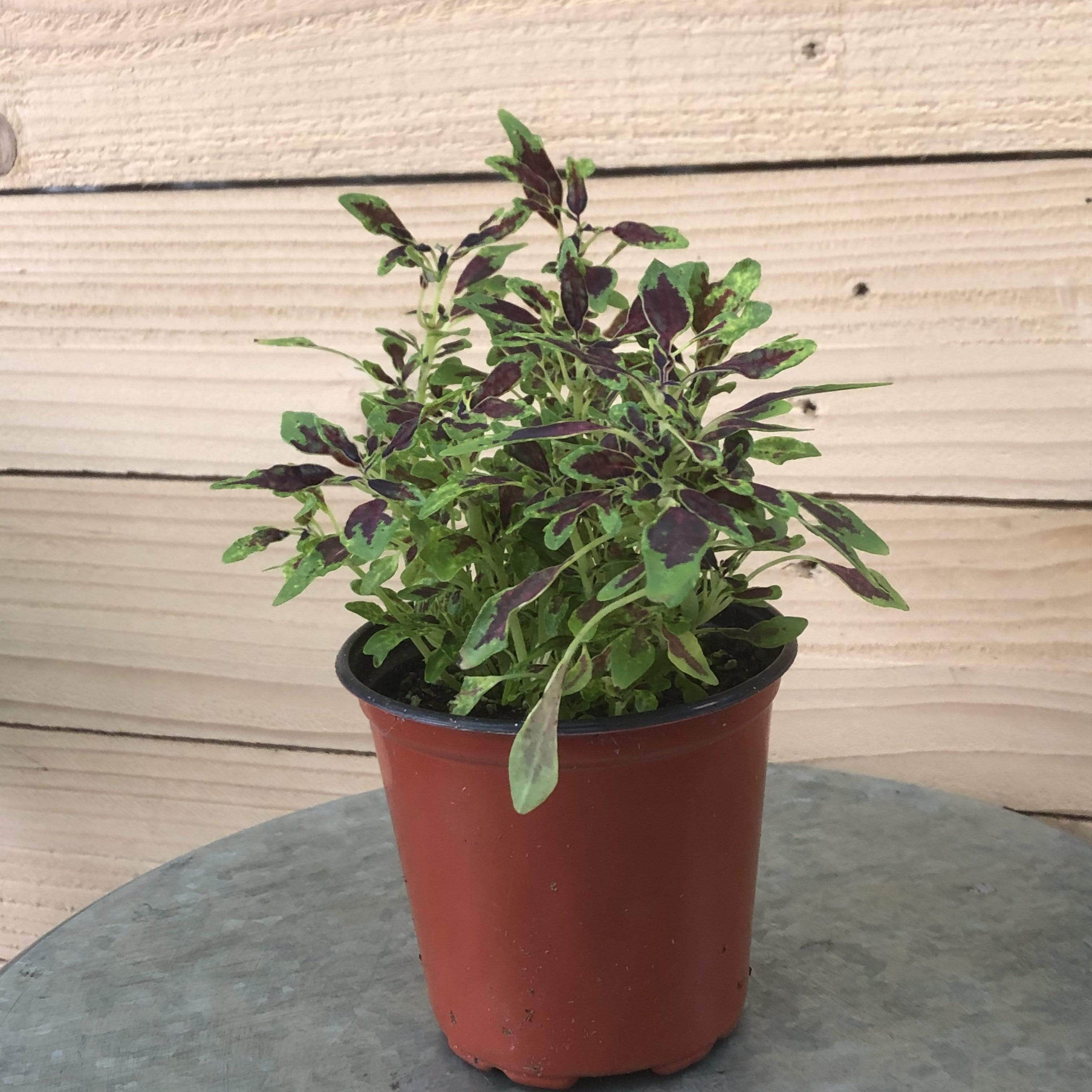 Coleus Mini Autumn Leaf, 4" Plant - Walmart.com