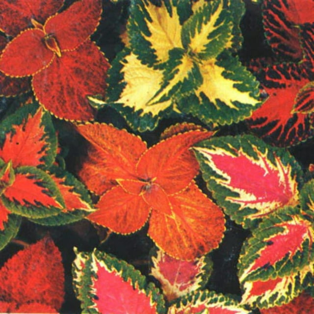 Coleus Rainbow Formula Mix Seed - Walmart.com