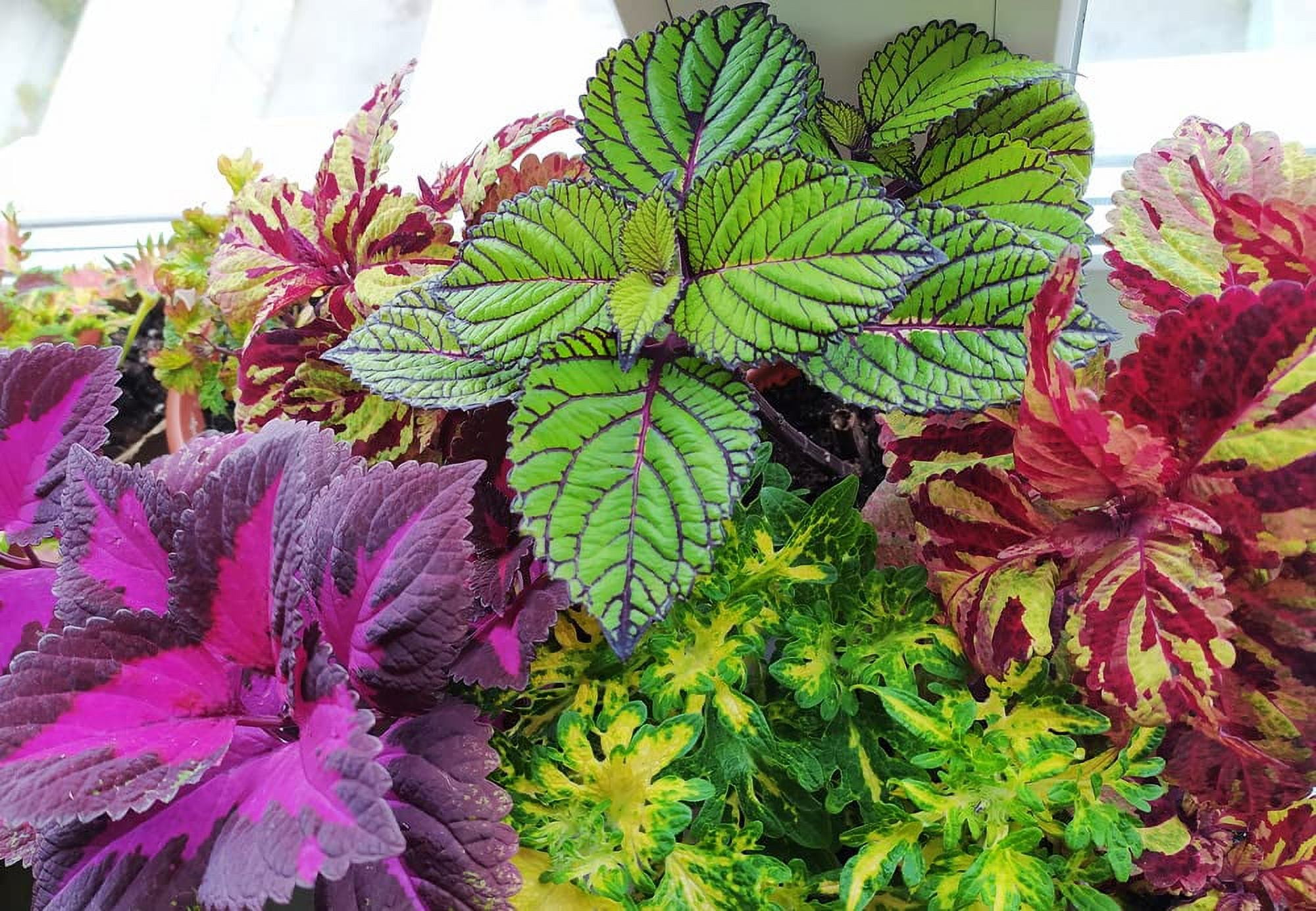 Coleus Rainbow Mix Seeds for Planting (50 Seeds) - Easyt to Grow and ...