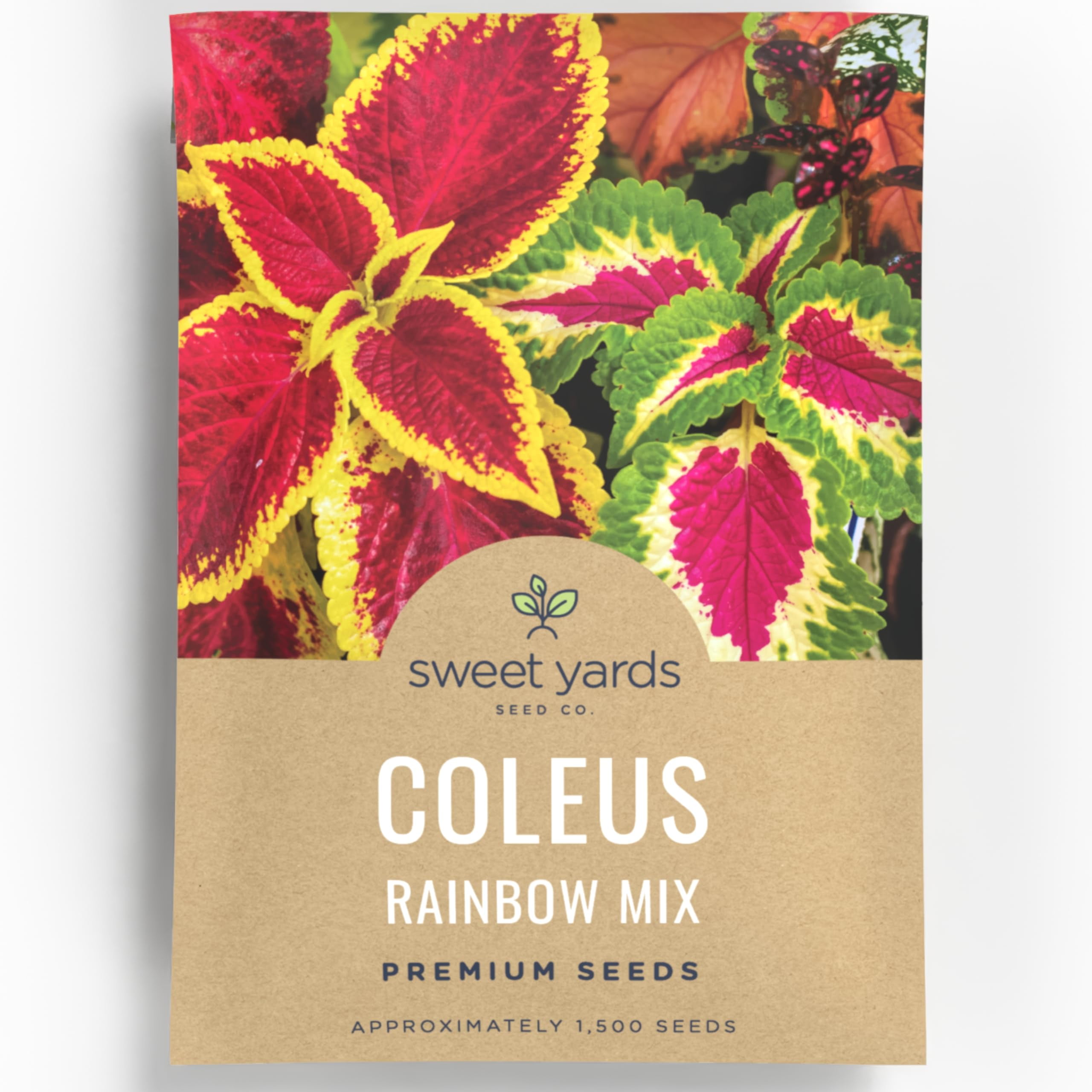 Coleus Rainbox Mix - Large 500mg MVR1 Envelope - 1,500 Flower Seeds for ...