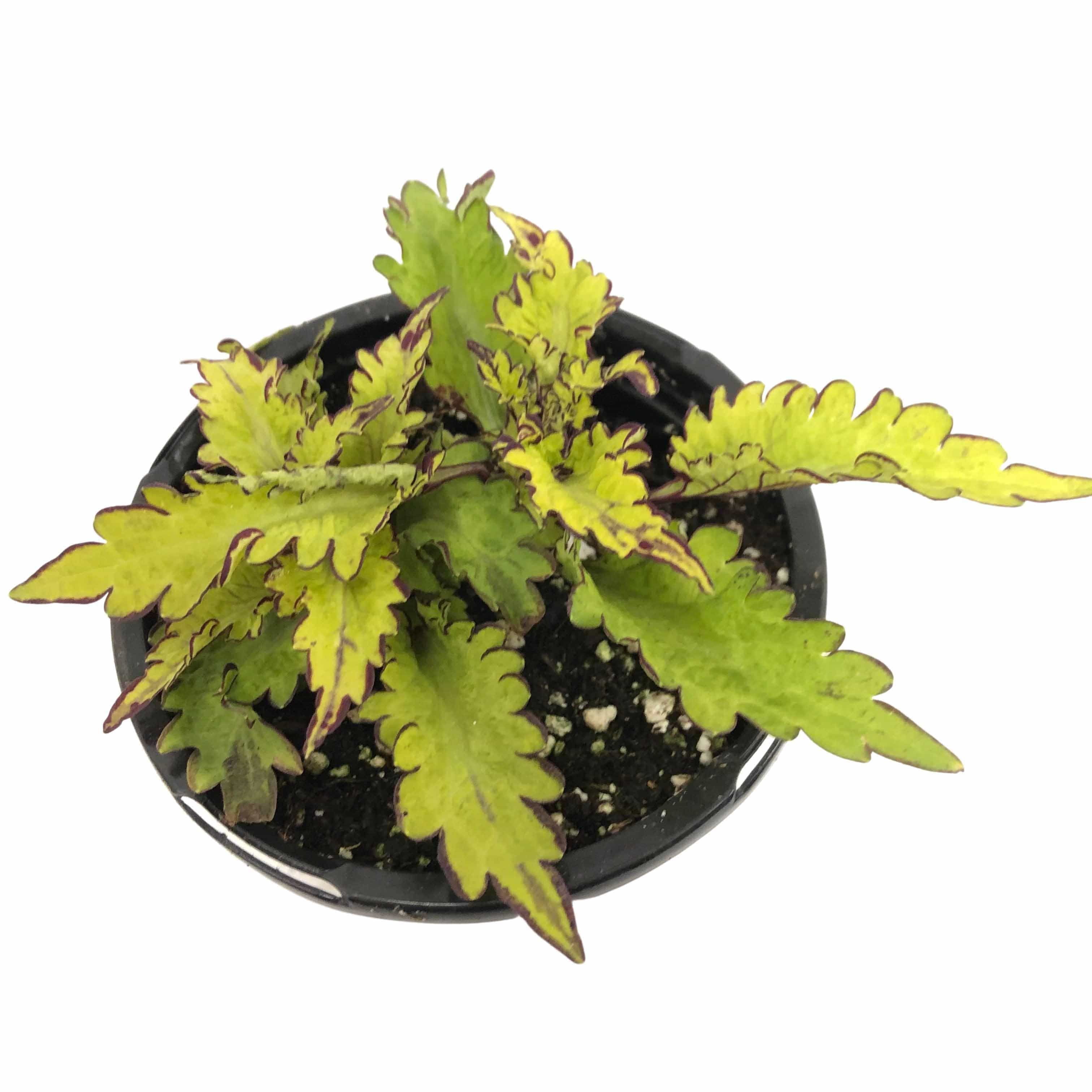 Coleus Rodeo Drive, 4.5" Plant - Walmart.com
