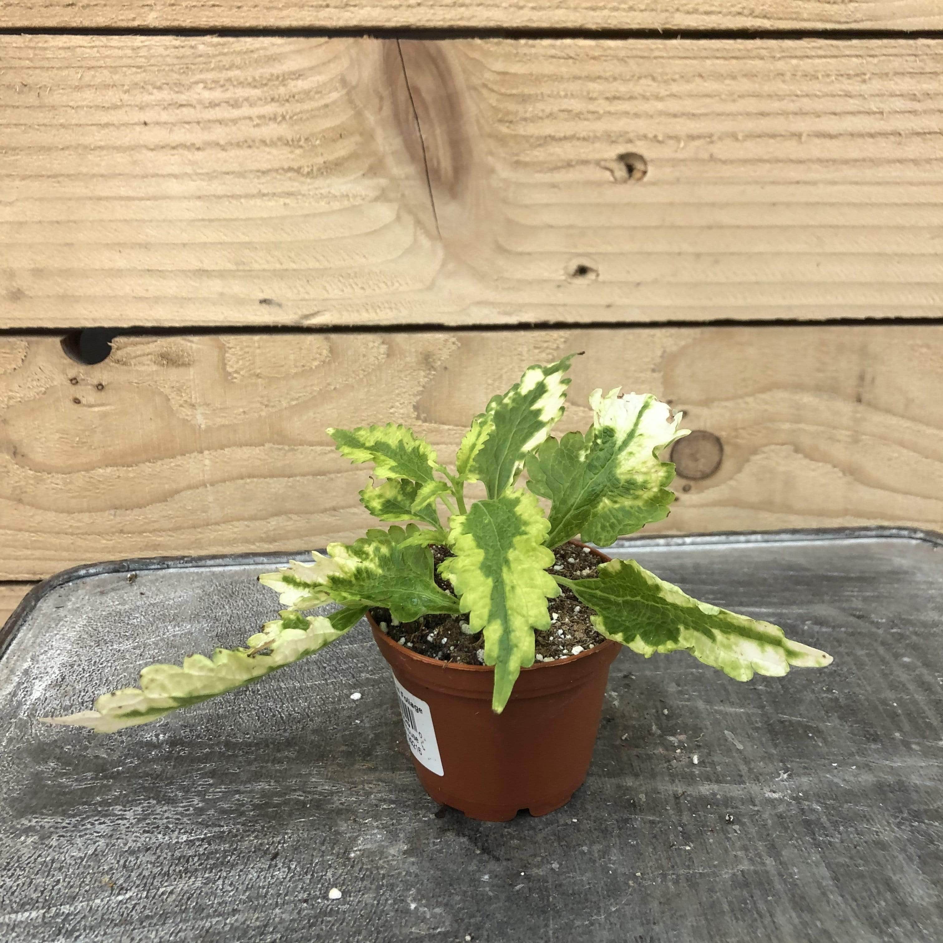 Coleus Yellow Ruffles, 2" Plant - Walmart.com