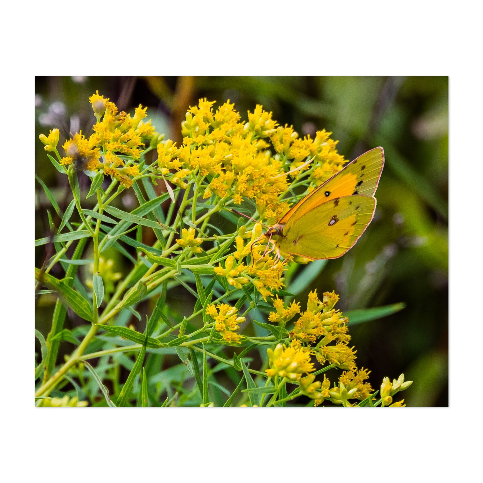 Colias Butterfly on Goldenrod - York Pennsylvania Photography Butterfly ...