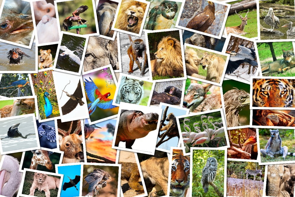 Collage of Zoo Animals in White Framed Photos, Photography (24x36 ...