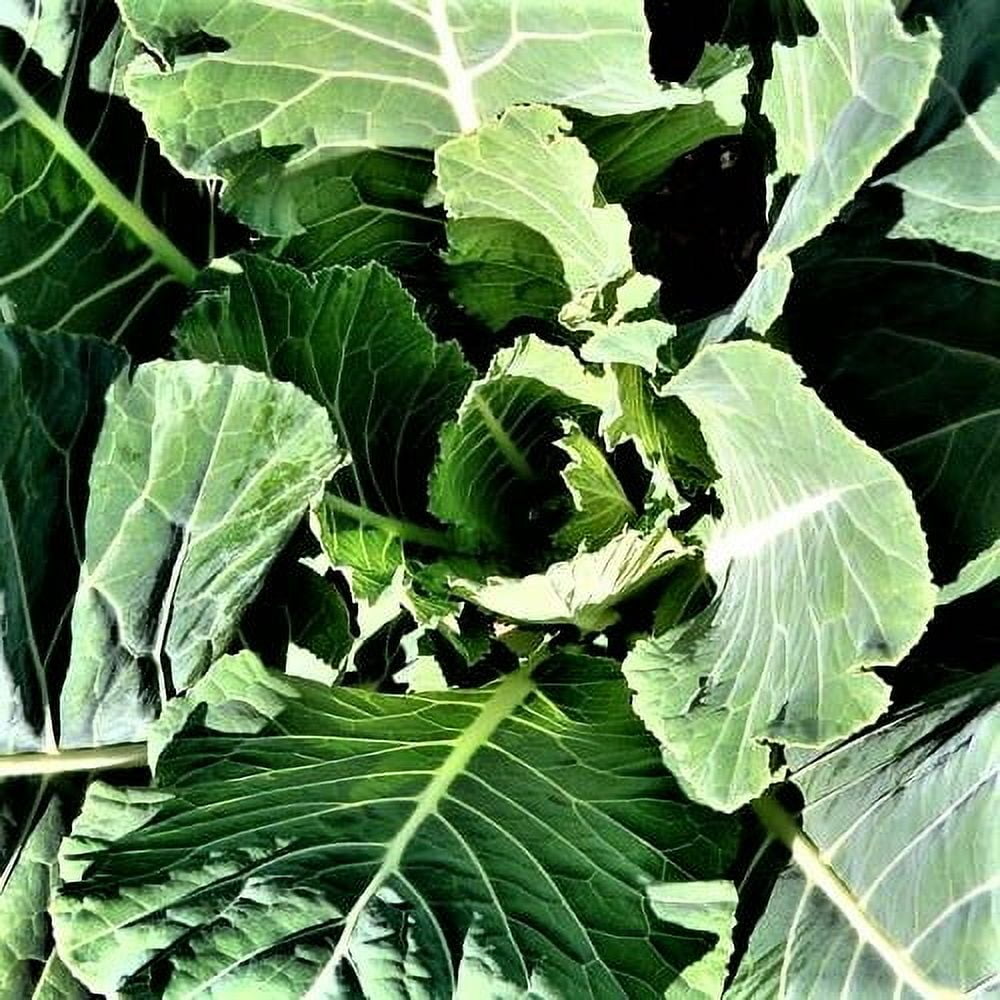Collard Green Seed, Champion, Heirloom, Non GMO, 200 Seeds, Greens ...