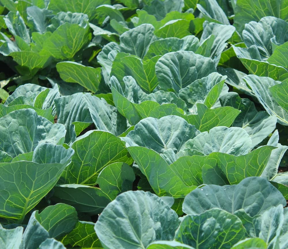 Collards Plants