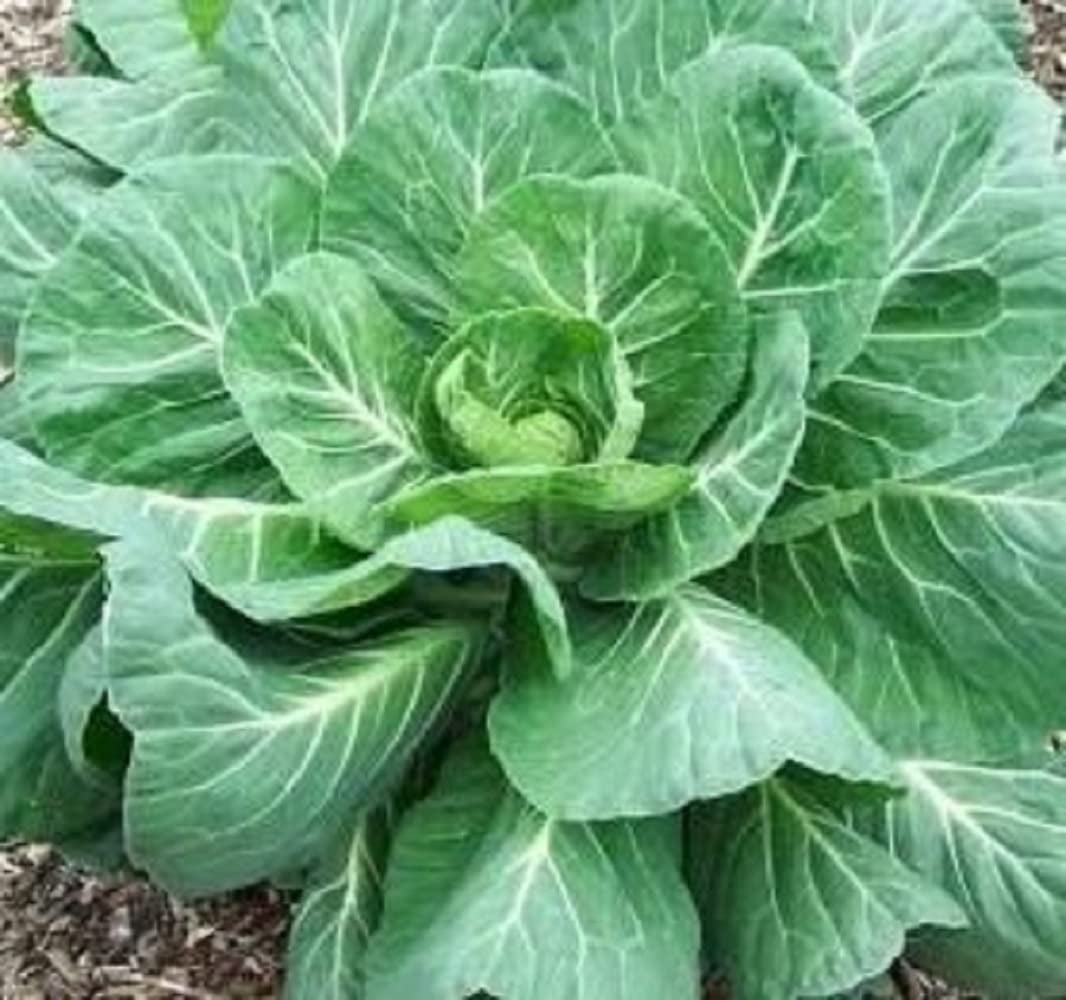 Collard Green Seeds for Planting (100 Seeds) - Walmart.com