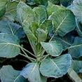 Collard Greens, Georgia Southern Creole Seeds - Walmart.com