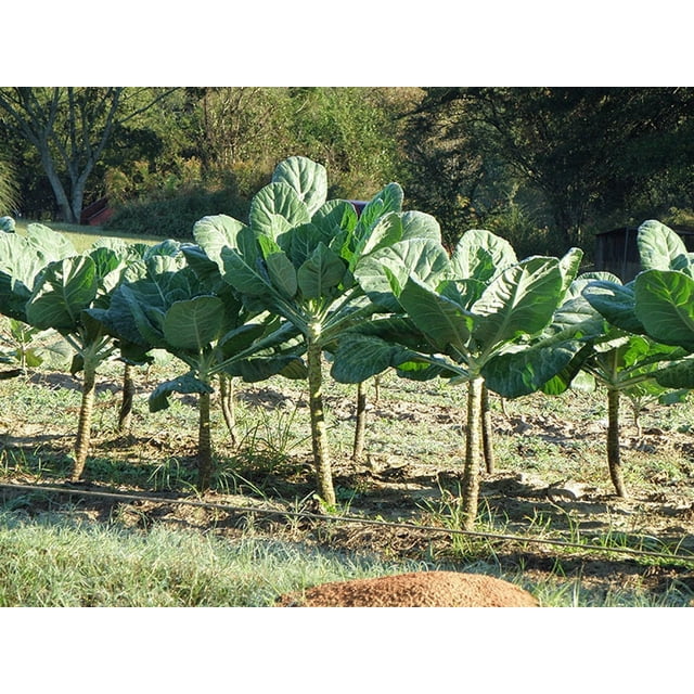 Collard Greens Seed, Morris Heading, Heirloom, Non GMO, 100 Seeds ...