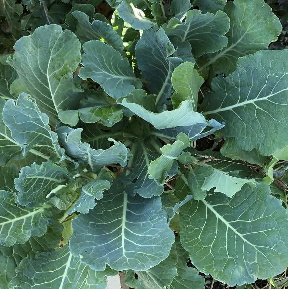 Collard Greens Seed, Morris, Heirloom, Non GMO, 200 Seeds Collard Green ...