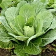 Collard Greens Seeds, Georgia Southern, Heirloom, 200 Seeds, Non GMO ...
