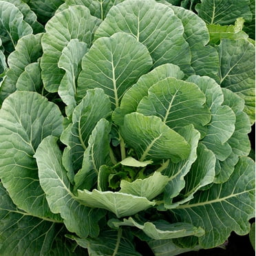 Collard Greens, Georgia Southern Creole Seeds - Walmart.com