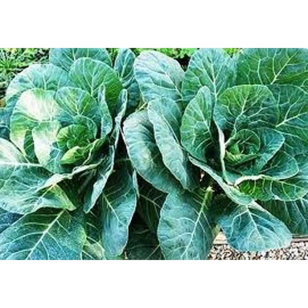 Collards Georgia BULK 15,000 Seeds Great Heirloom Vegetable - Walmart.com