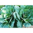 Collards Georgia BULK 15,000 Seeds Great Heirloom Vegetable - Walmart.com