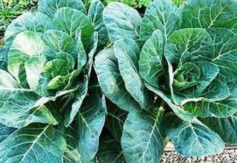 Seed Kingdom 1300 Georgia Collards Plant Seeds, Heirloom - Walmart.com
