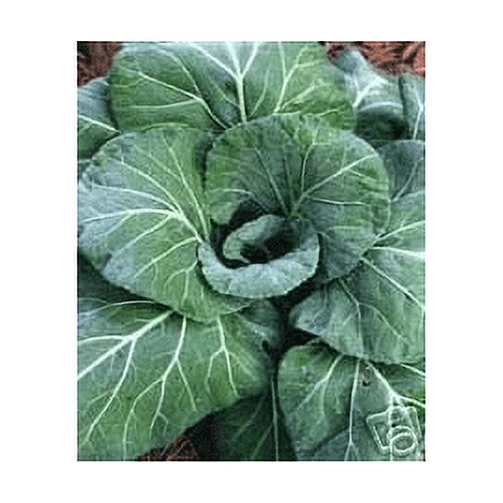 Collards Georgia Great Heirloom Vegetable by Seed Kingdom 1 OZ Seeds ...