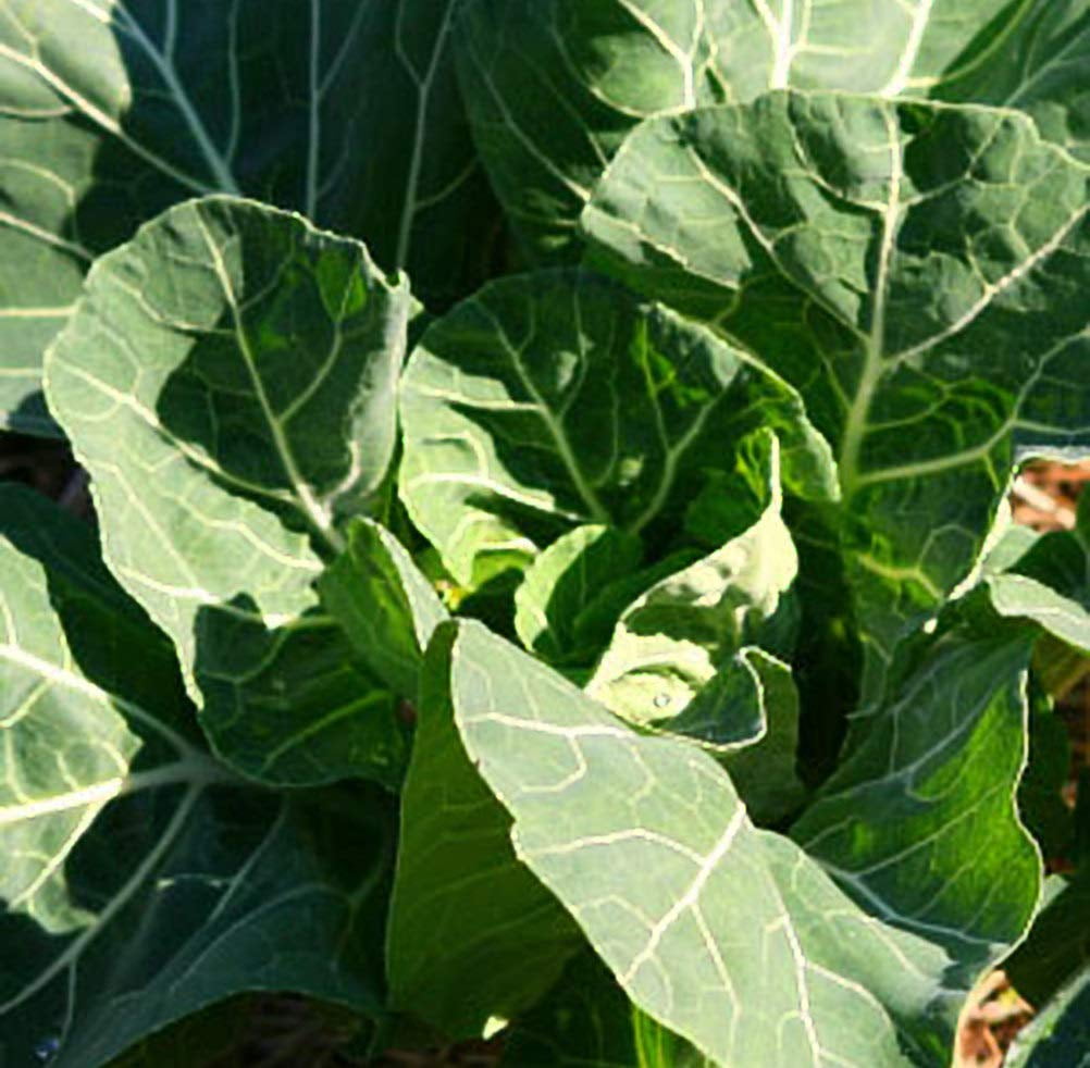 Collards Morris Heading Great Heirloom Vegetable by Seed Kingdom 1 Oz ...