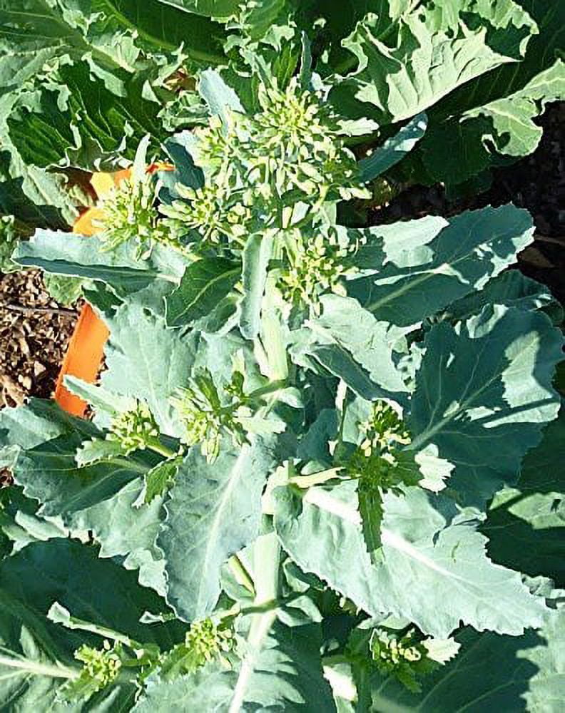 Collards Vates Great Heirloom Vegetable 1,300 Seeds - Walmart.com