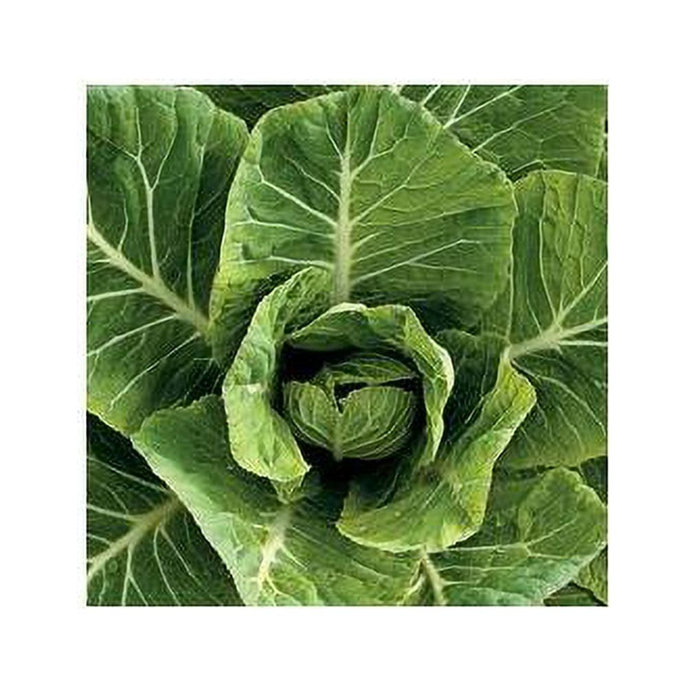 Collards Vates Great Heirloom Vegetable Seeds BULK 20,000 Seeds ...