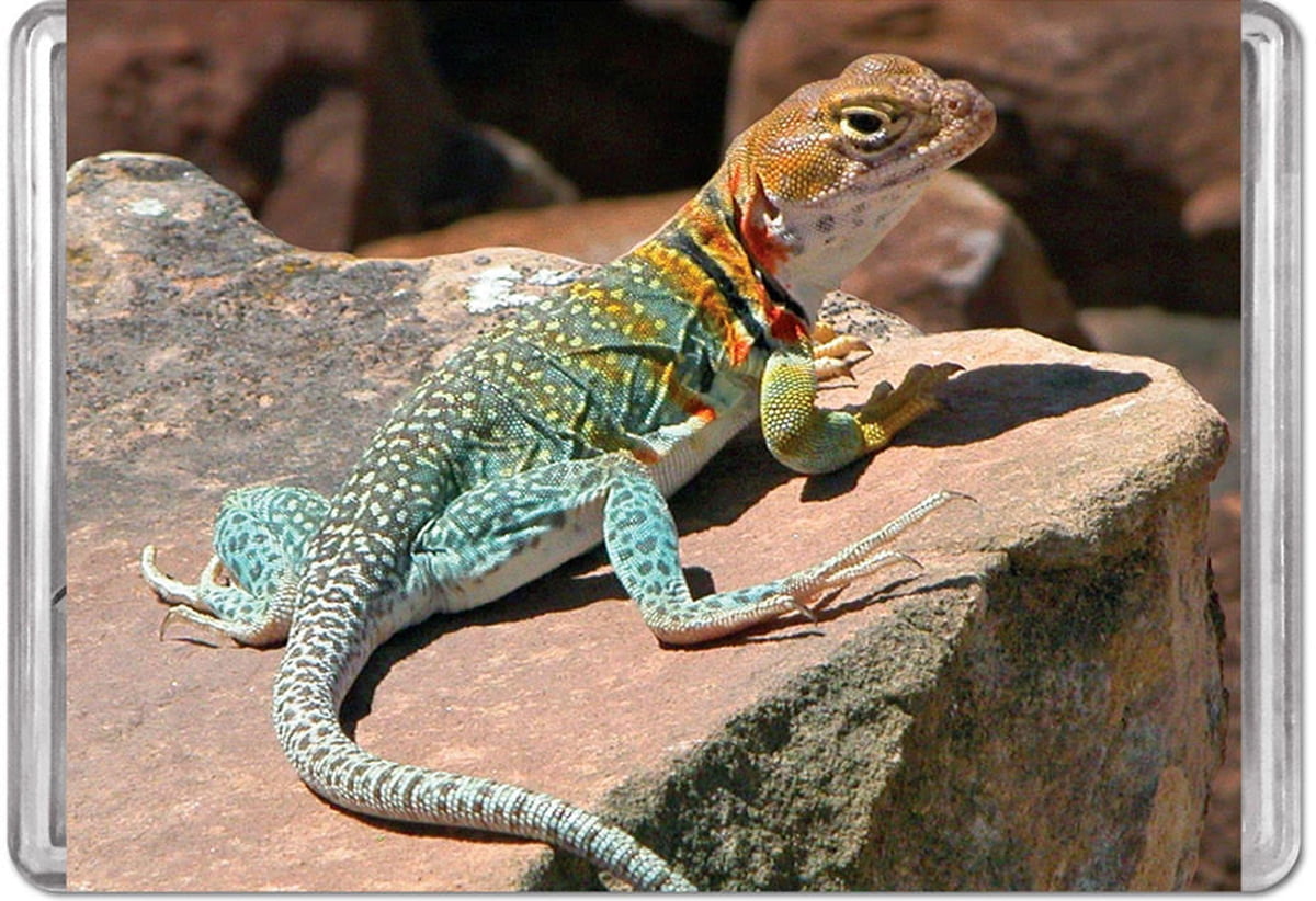 Collared Lizard MiniPix® Puzzle - Walmart.com