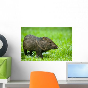 Cute Peacock Cartoon Wall Decal Wallmonkeys Peel and Stick Graphic (48 ...