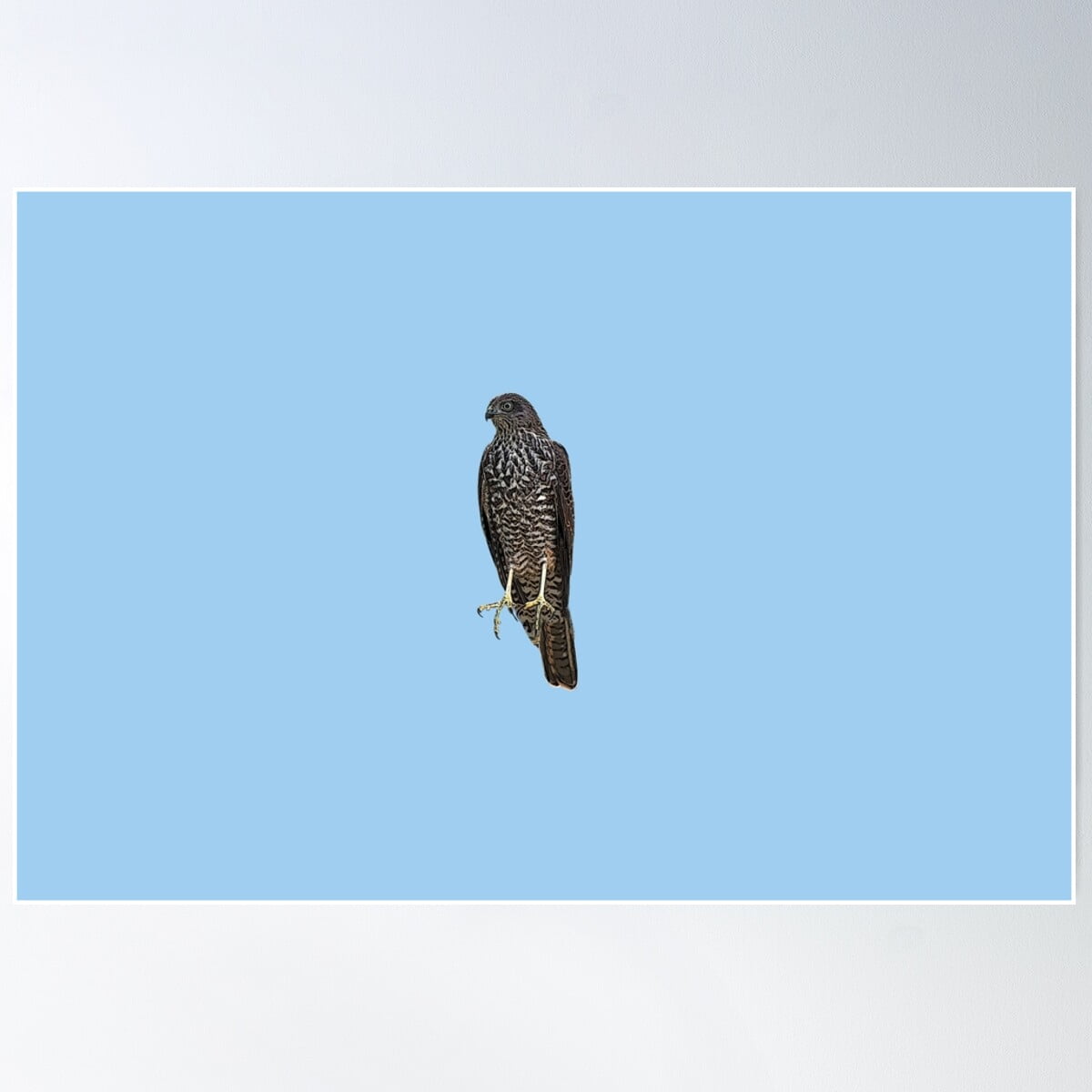 Collared Sparrowhawk Color Design Poster Wall Art, Modern Wall Decor ...