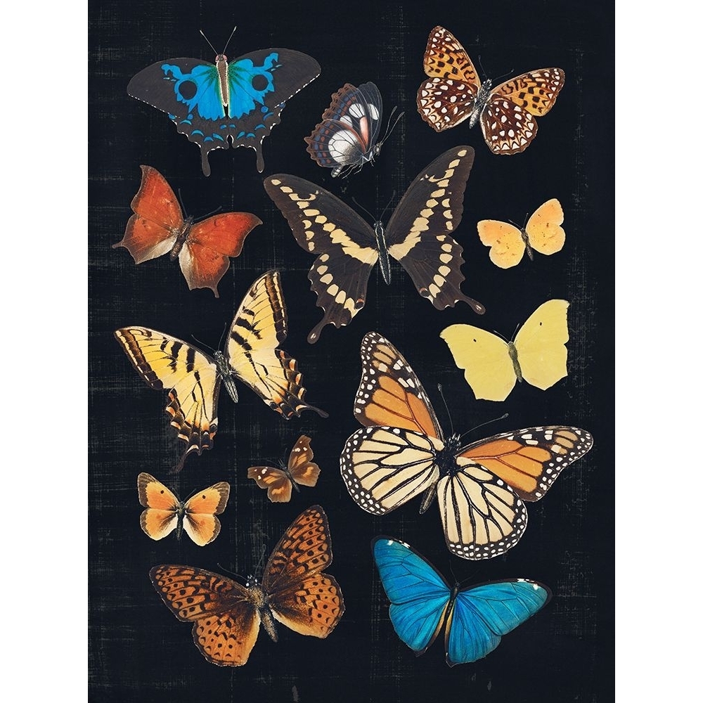 Collected Flutter IV Poster Print - Victoria Barnes - Walmart.com
