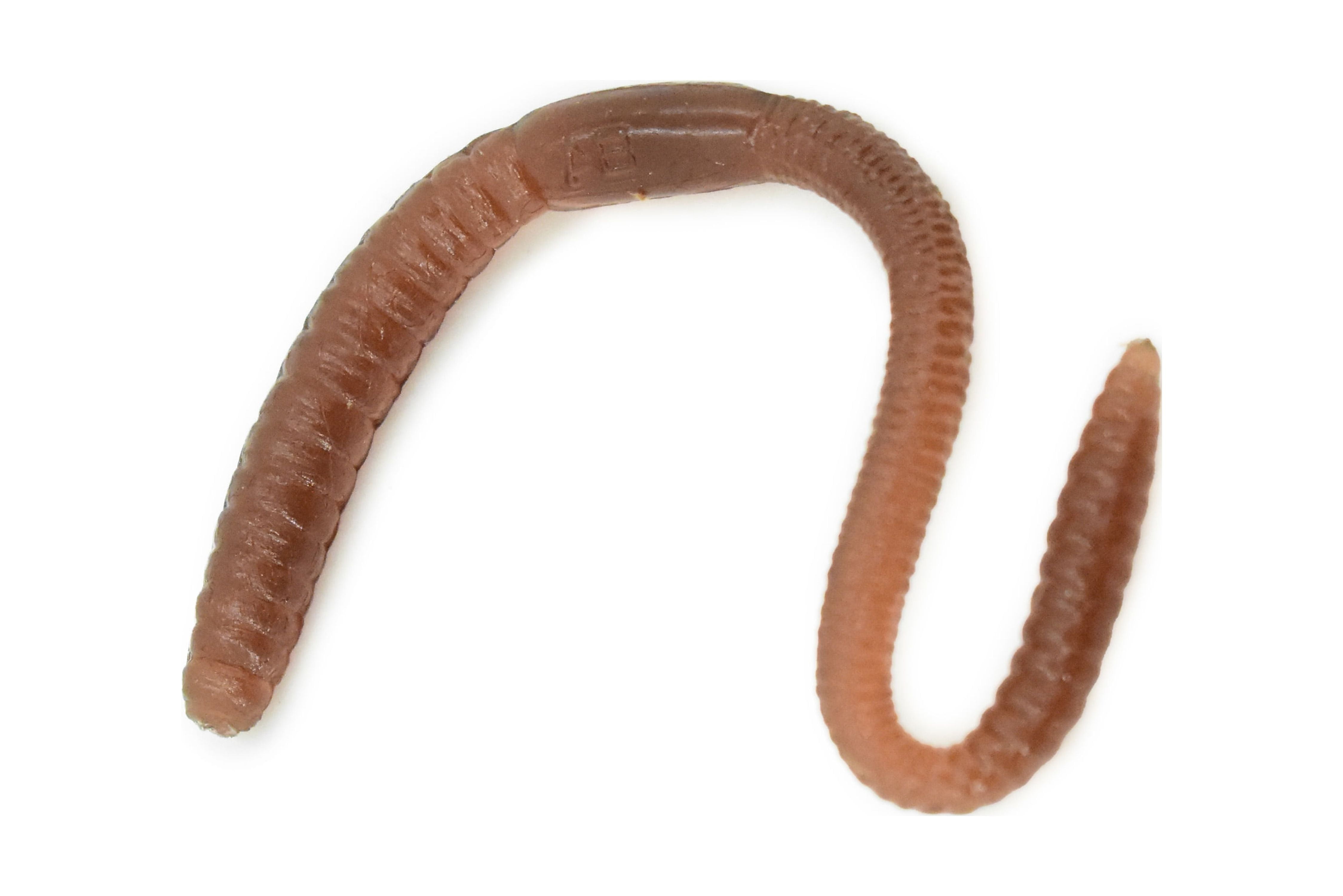 Collectible Wildlife Gifts Worm Earthworm Kids Toy Rubber Brown ...