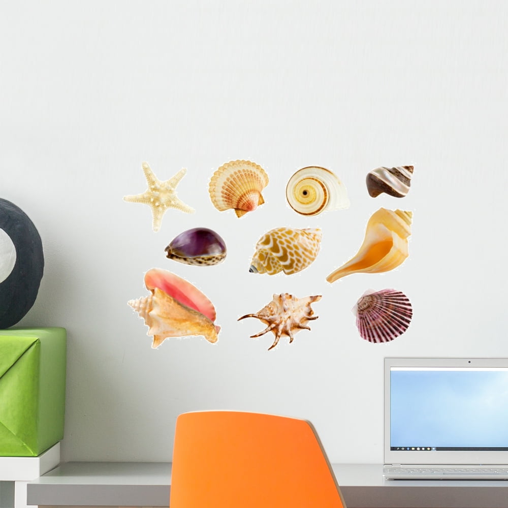 Collection Ten Different Seashells Wall Decal Sticker Set Wallmonkeys ...