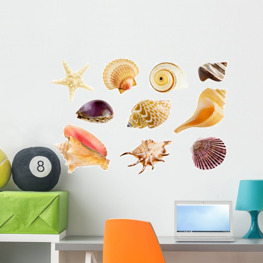 Collection Ten Different Seashells Wall Decal Sticker Set Wallmonkeys ...