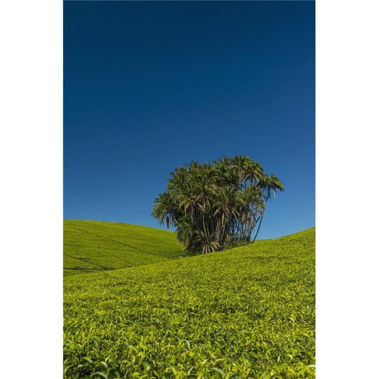 Collection of Palm Trees Amongst Hills Covered in Tea Bushes Satemwa ...