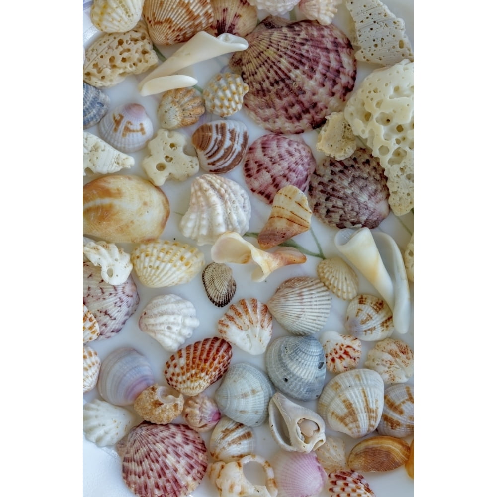 Collection of Seashells from Sanibel Island in Florida, USA Poster ...